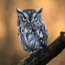 Request - Jan Wegener - Wildlife: Next gen Photoshop and Lightroom ...